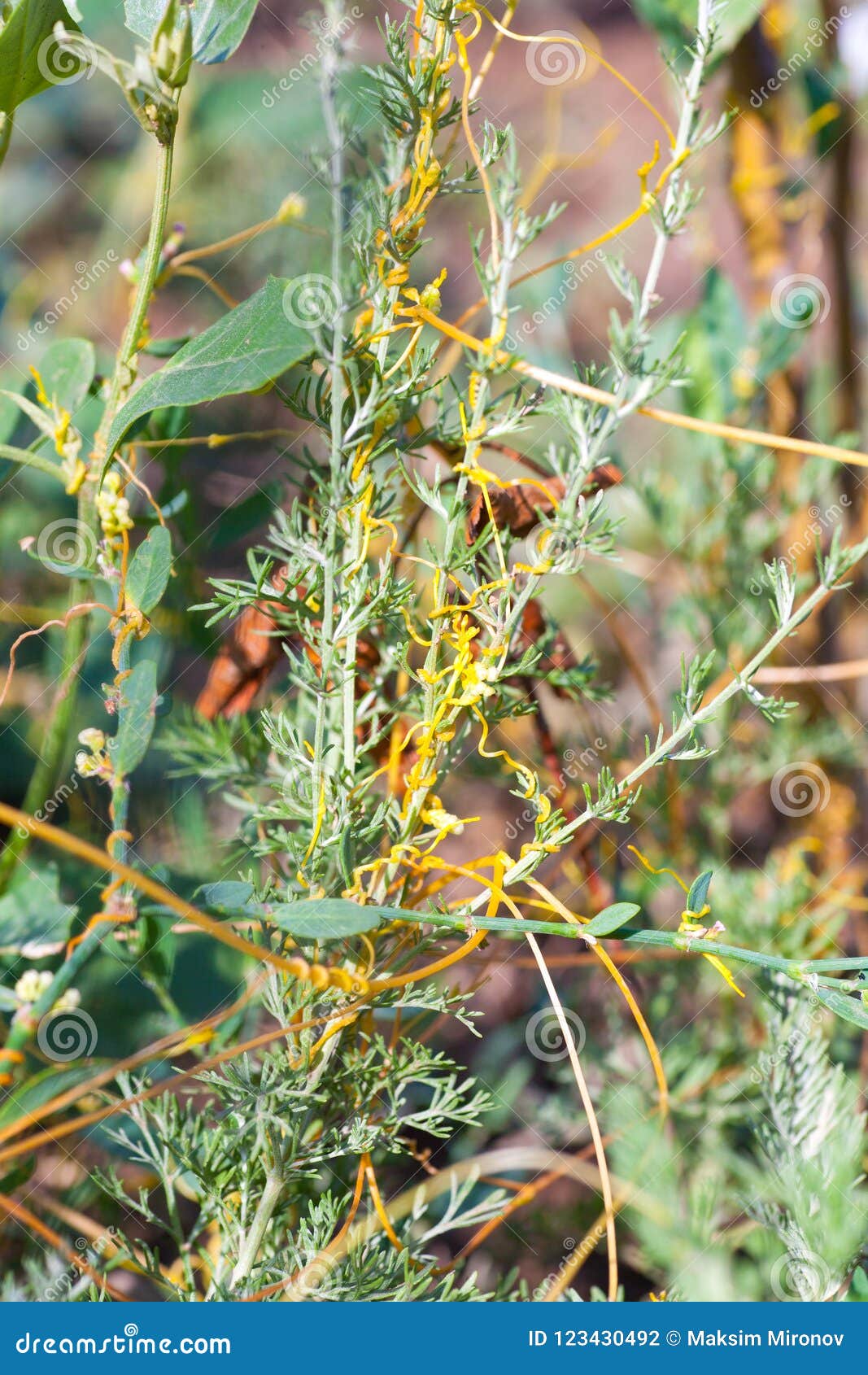Dodder Genus Cuscuta is Parasitic and Totally Dependent on Other Host ...