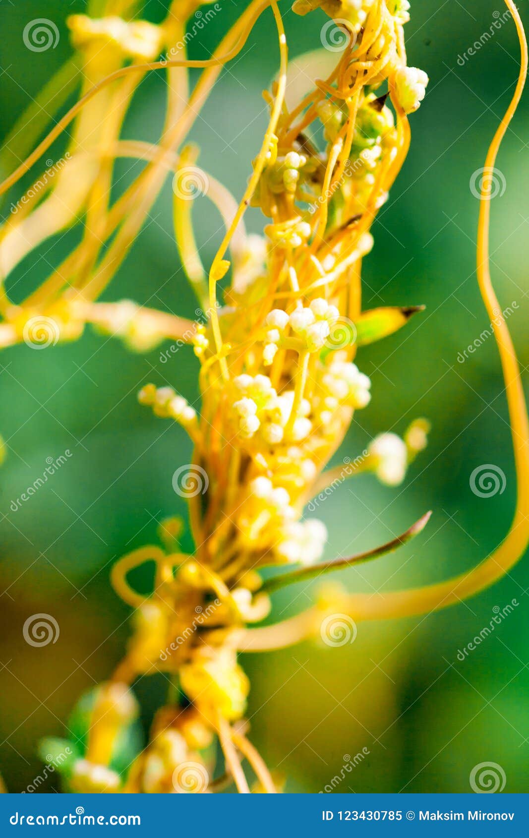 Dodder Genus Cuscuta is Parasitic and Totally Dependent on Other Host ...