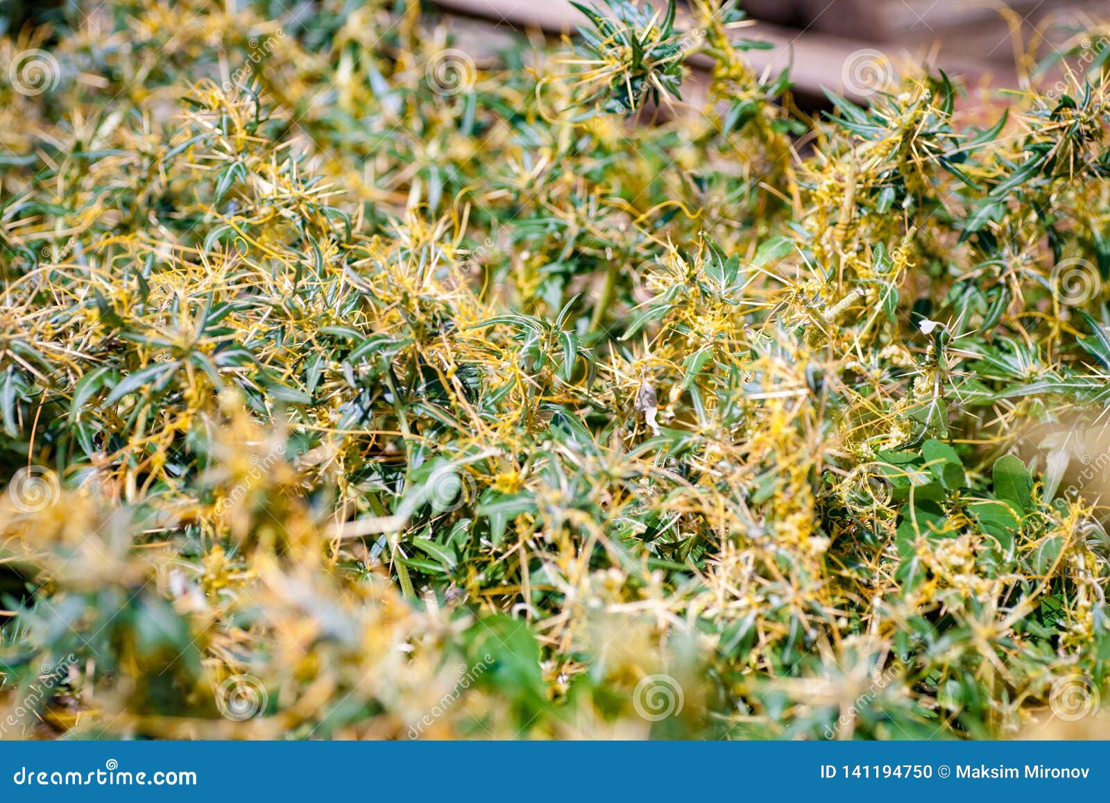 Dodder Genus Cuscuta is Parasitic Plants Stock Photo - Image of bush ...
