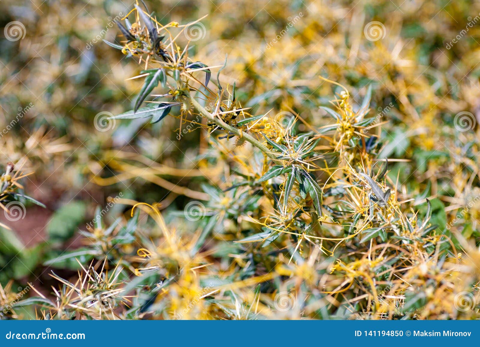 Dodder Genus Cuscuta is Parasitic Plants Stock Photo - Image of flora ...