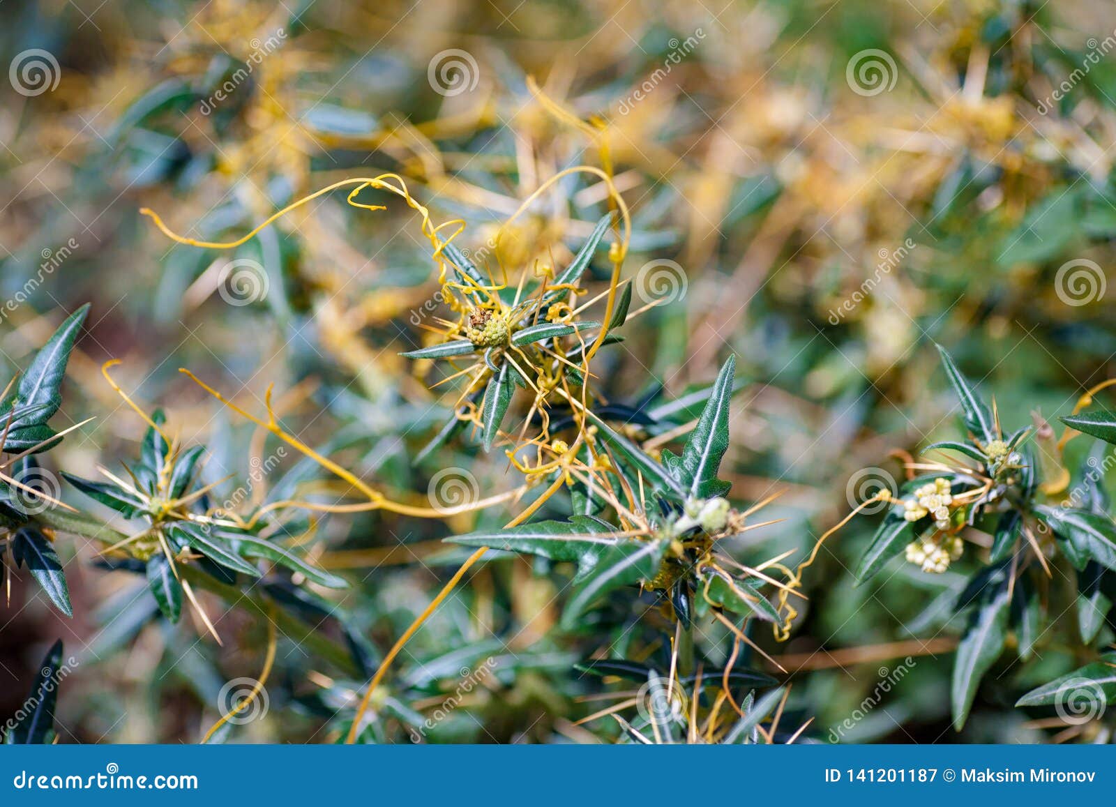 Dodder Genus Cuscuta is Parasitic Plants Stock Image - Image of biology ...
