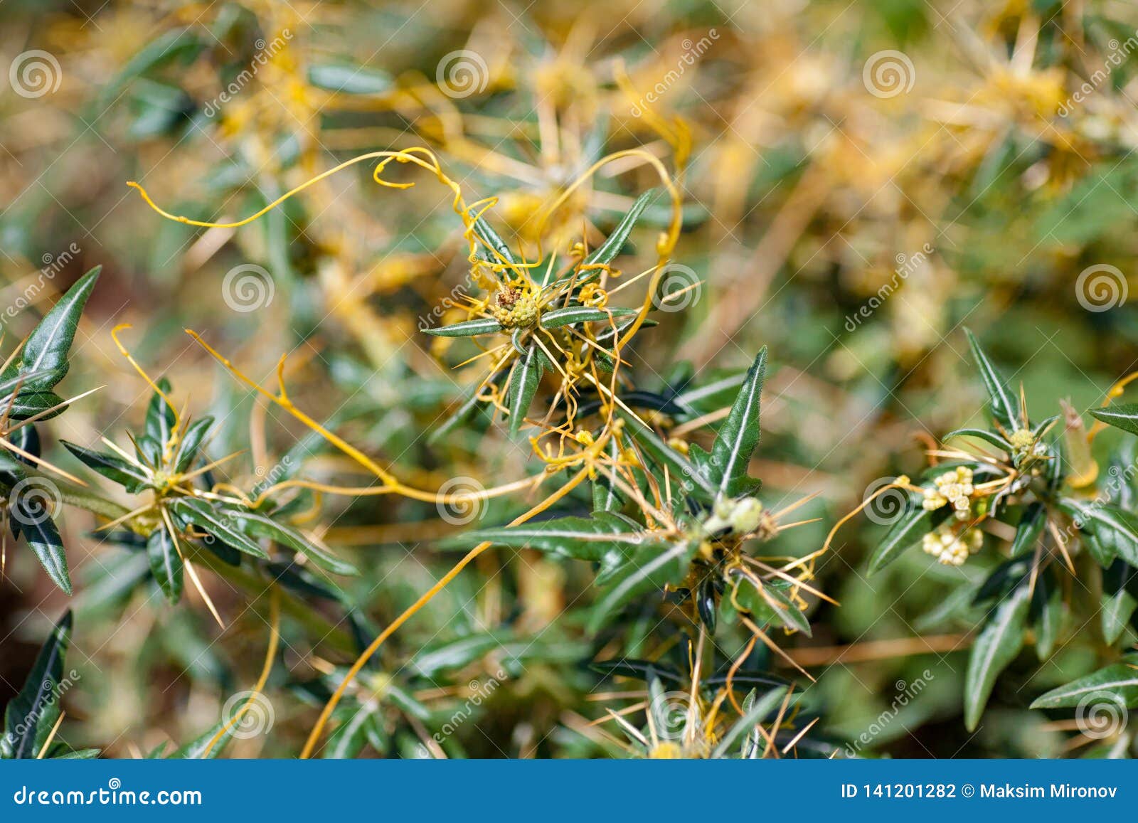 Dodder Genus Cuscuta is Parasitic Plants Stock Photo - Image of ...
