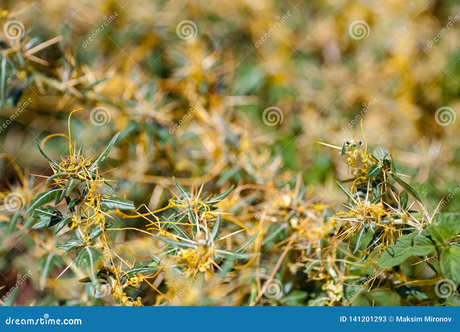 Dodder Genus Cuscuta is Parasitic Plants Stock Image - Image of ...