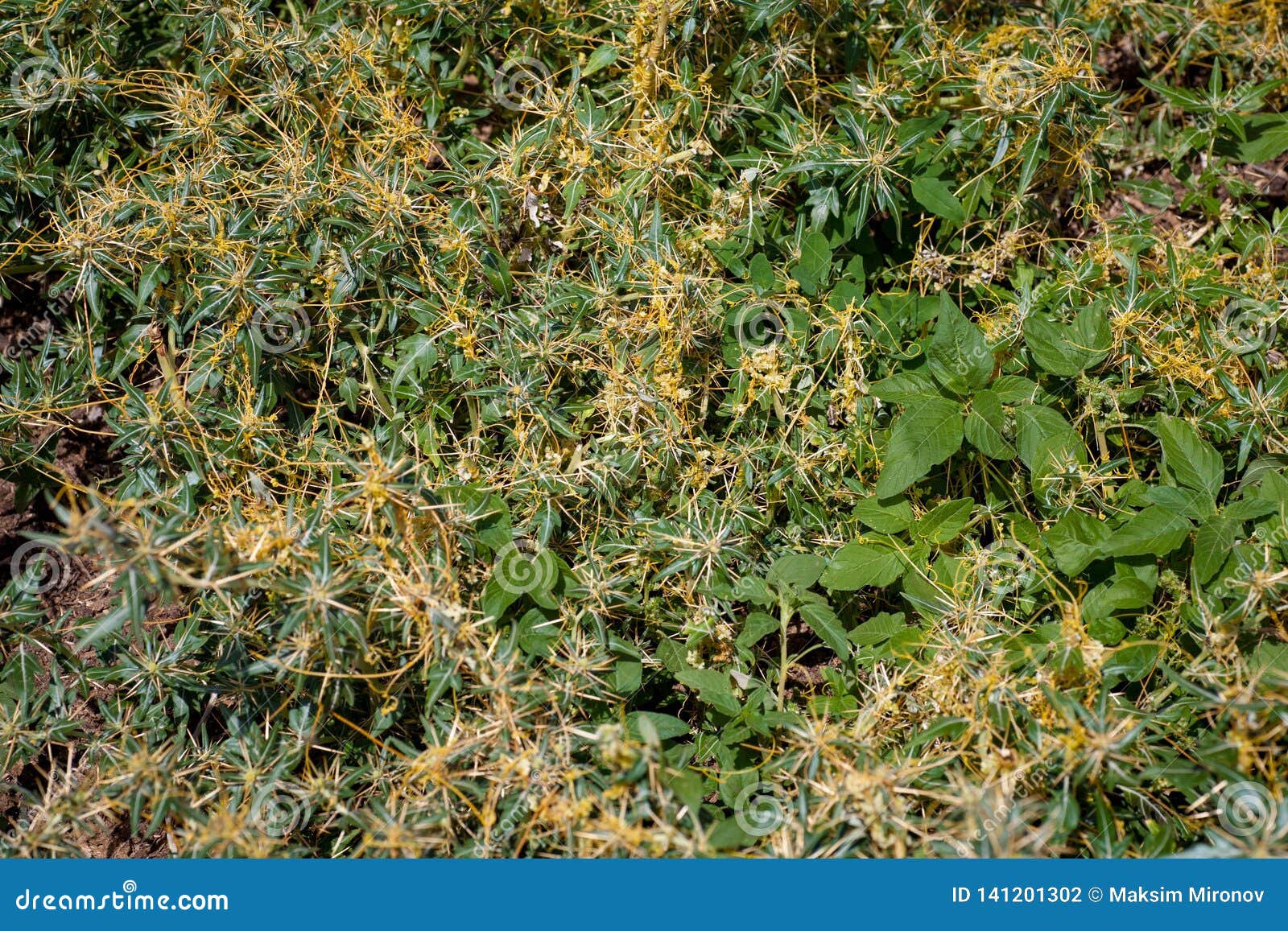Dodder Genus Cuscuta is Parasitic Plants Stock Photo - Image of america ...