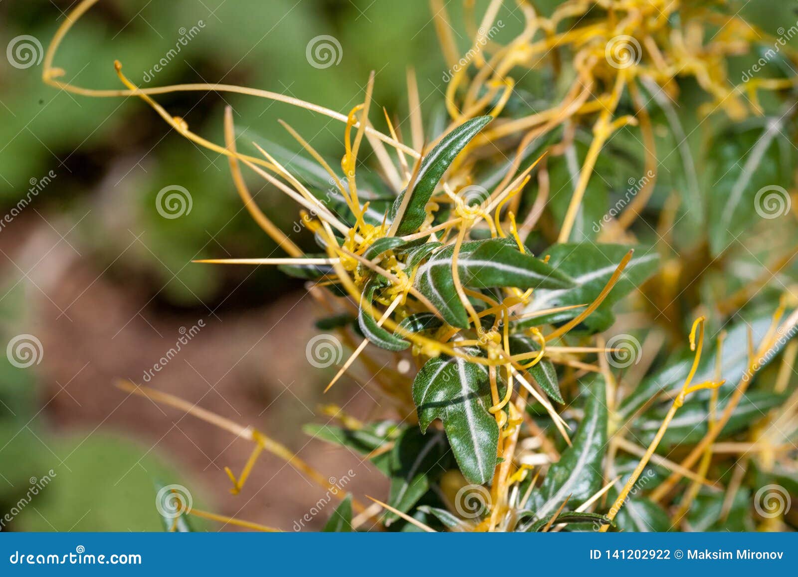 Dodder Genus Cuscuta is Parasitic Plants Stock Photo - Image of midwest ...