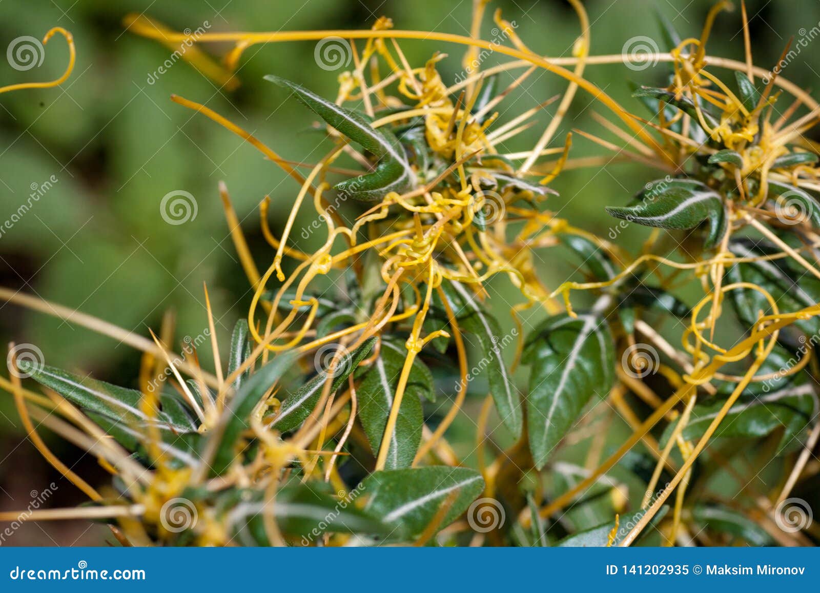 Dodder Genus Cuscuta is Parasitic Plants Stock Image - Image of cuscuta ...