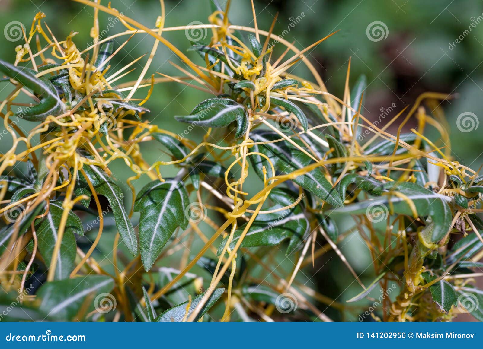 Dodder Genus Cuscuta is Parasitic Plants Stock Photo - Image of natural ...