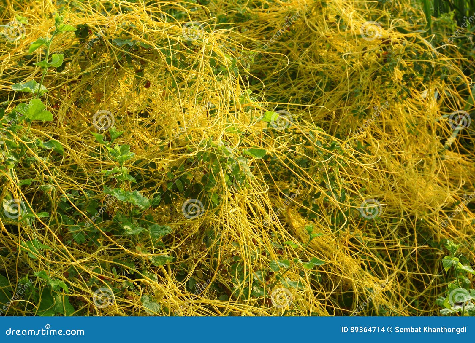 Dodder on tree stock photo. Image of goldcolor, dodder - 89364714