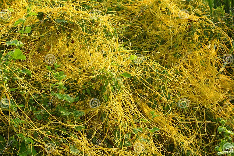 Dodder on tree stock photo. Image of goldcolor, dodder - 89364714
