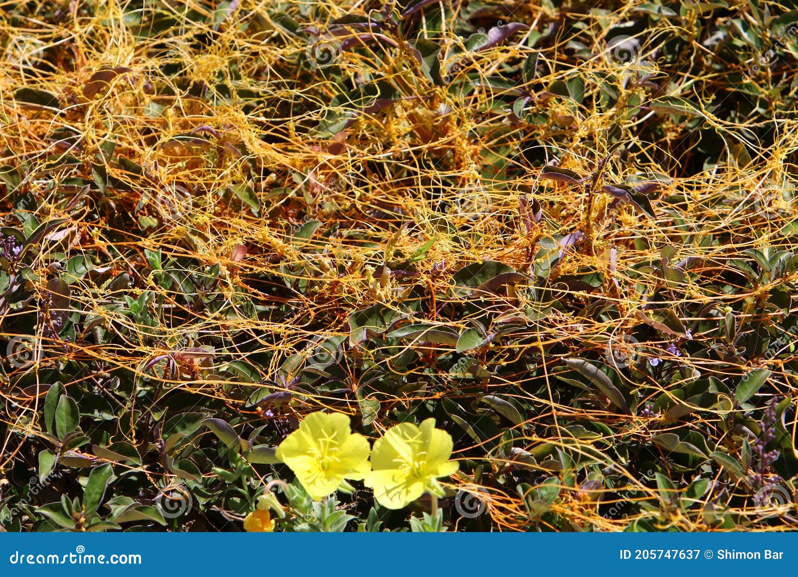 Dodder Weed Grows without Leaves and Roots Stock Image - Image of ...
