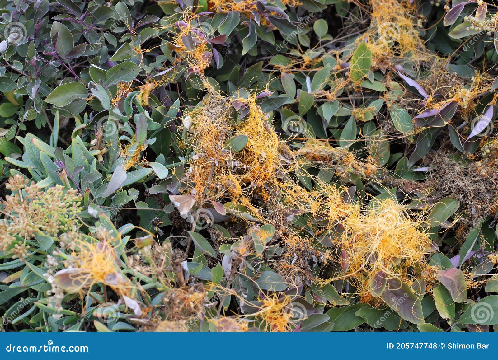 Dodder Weed Grows without Leaves and Roots Stock Photo - Image of grass ...