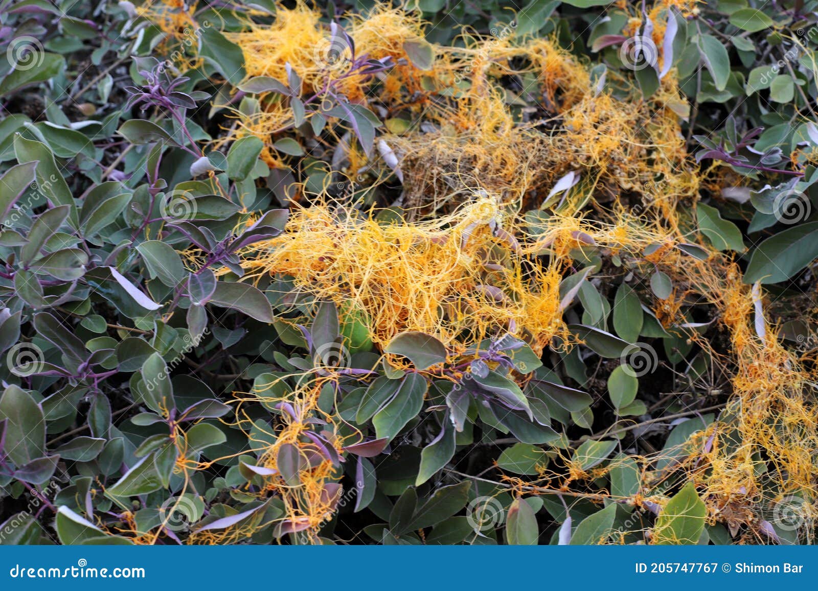 Dodder Weed Grows without Leaves and Roots Stock Image - Image of ...