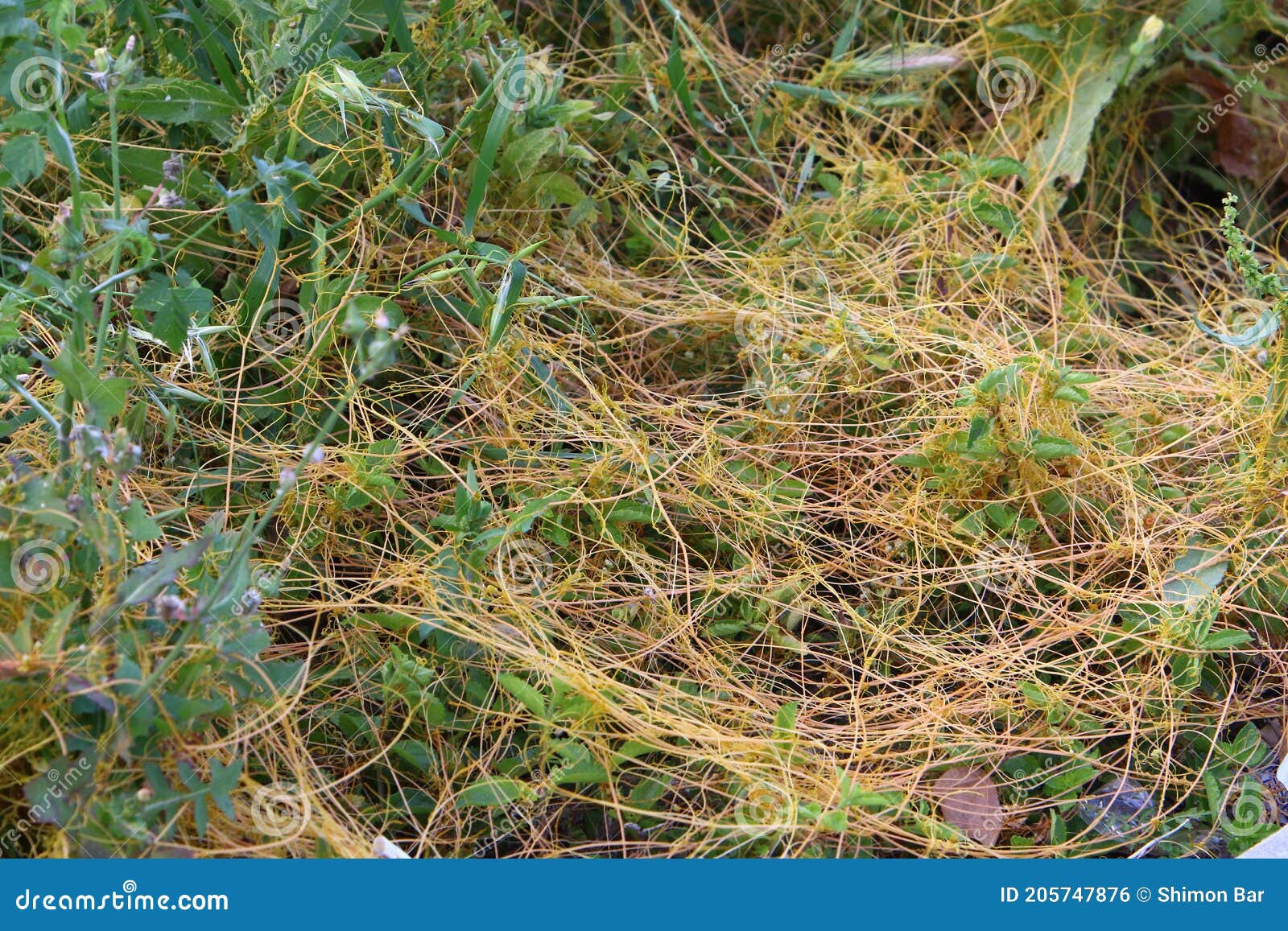 Dodder Weed Grows without Leaves and Roots Stock Photo - Image of plant ...