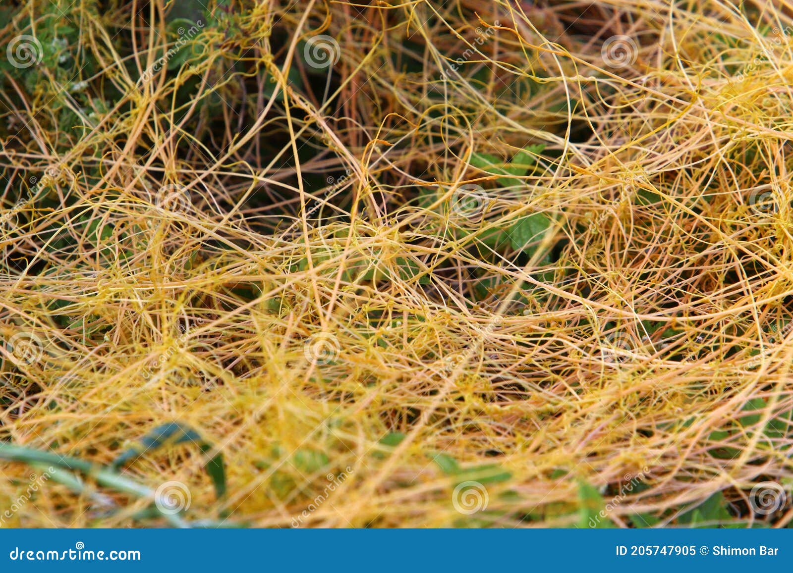 Dodder Weed Grows without Leaves and Roots Stock Image - Image of ...