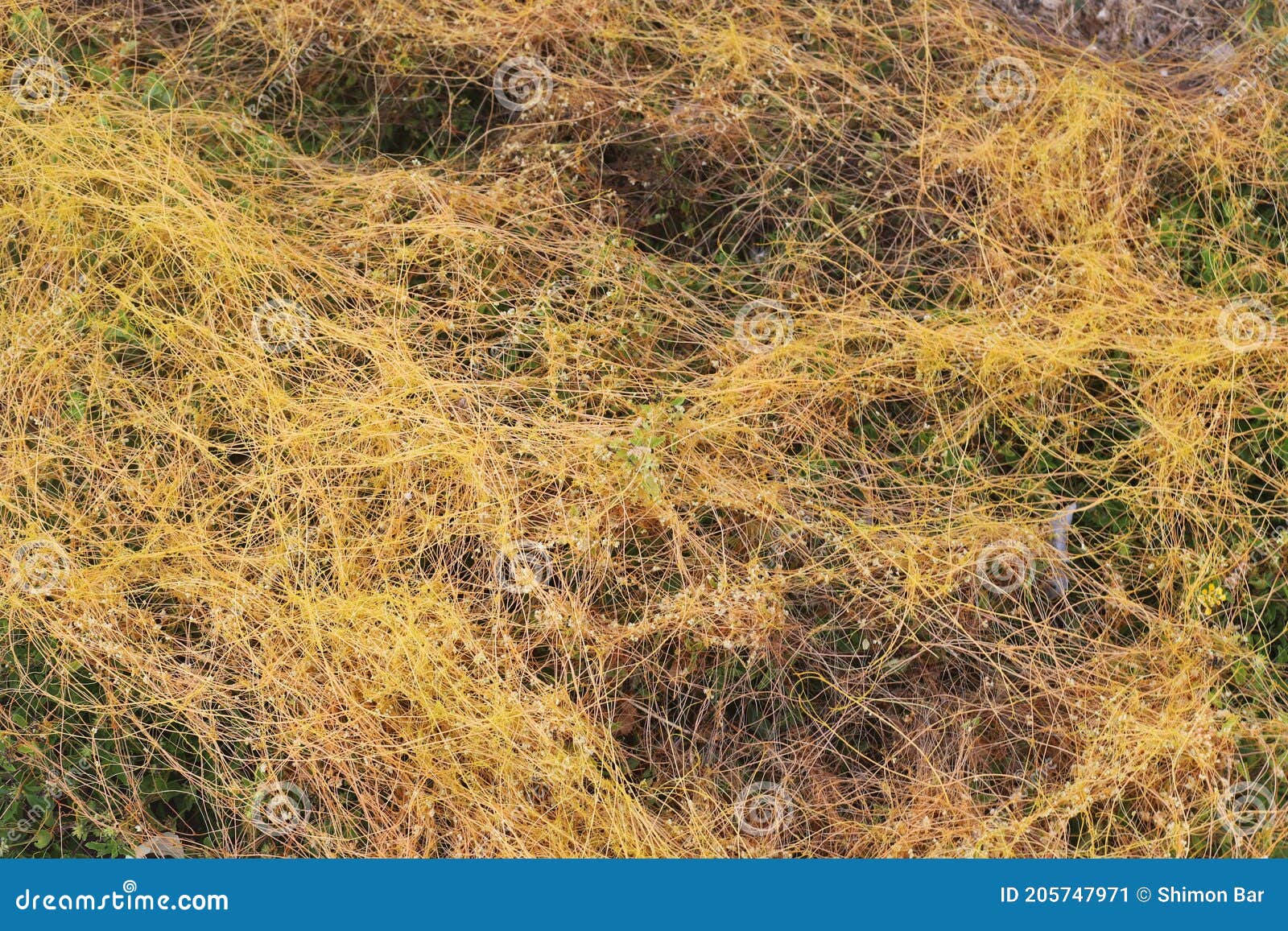 Dodder Weed Grows without Leaves and Roots Stock Image - Image of grows ...