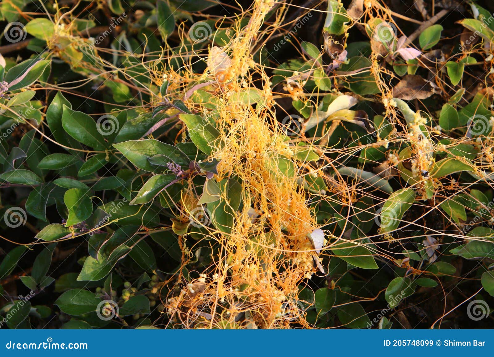Dodder Weed Grows without Leaves and Roots Stock Image - Image of ...