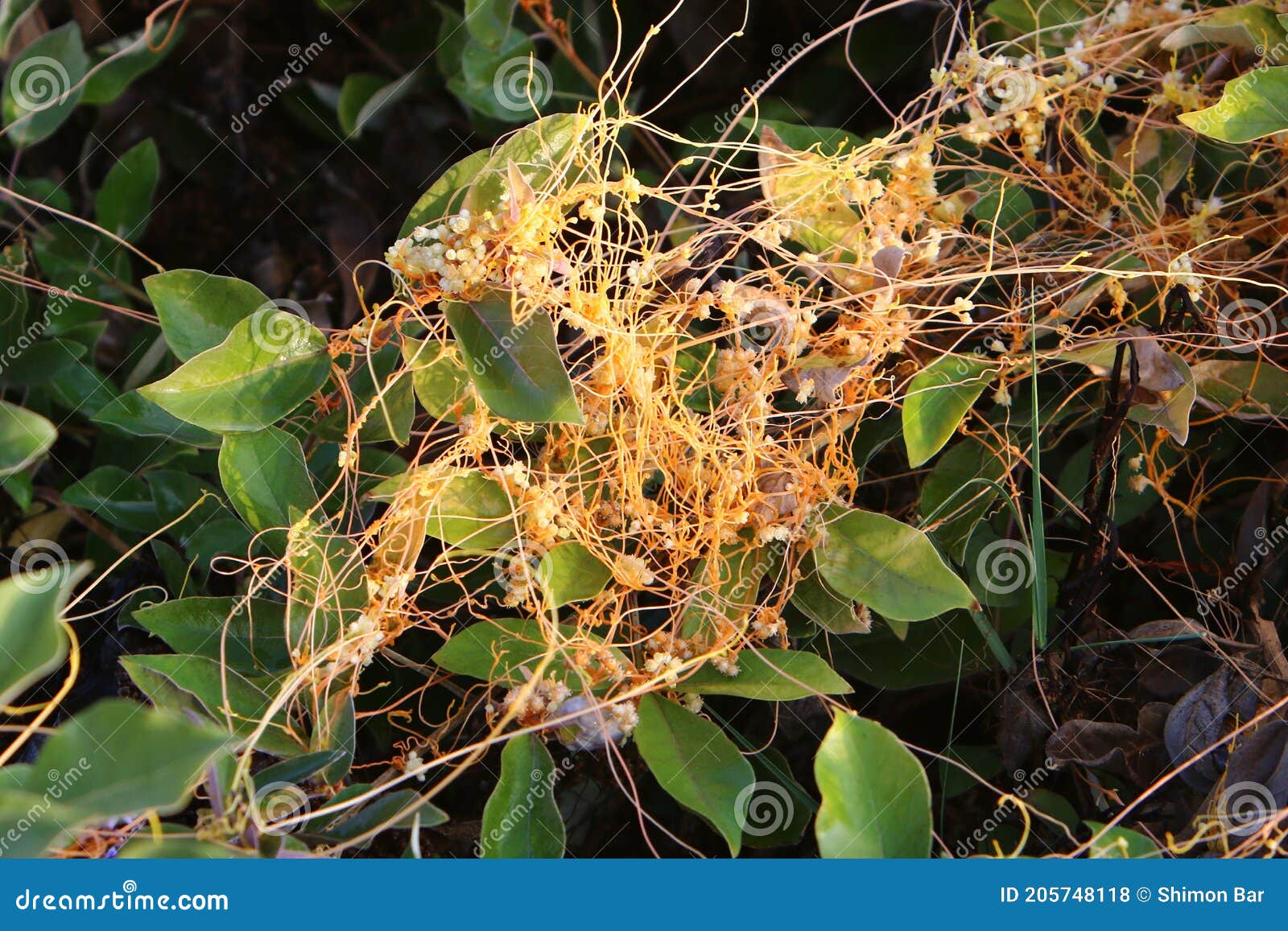 Dodder Weed Grows without Leaves and Roots Stock Photo - Image of ...