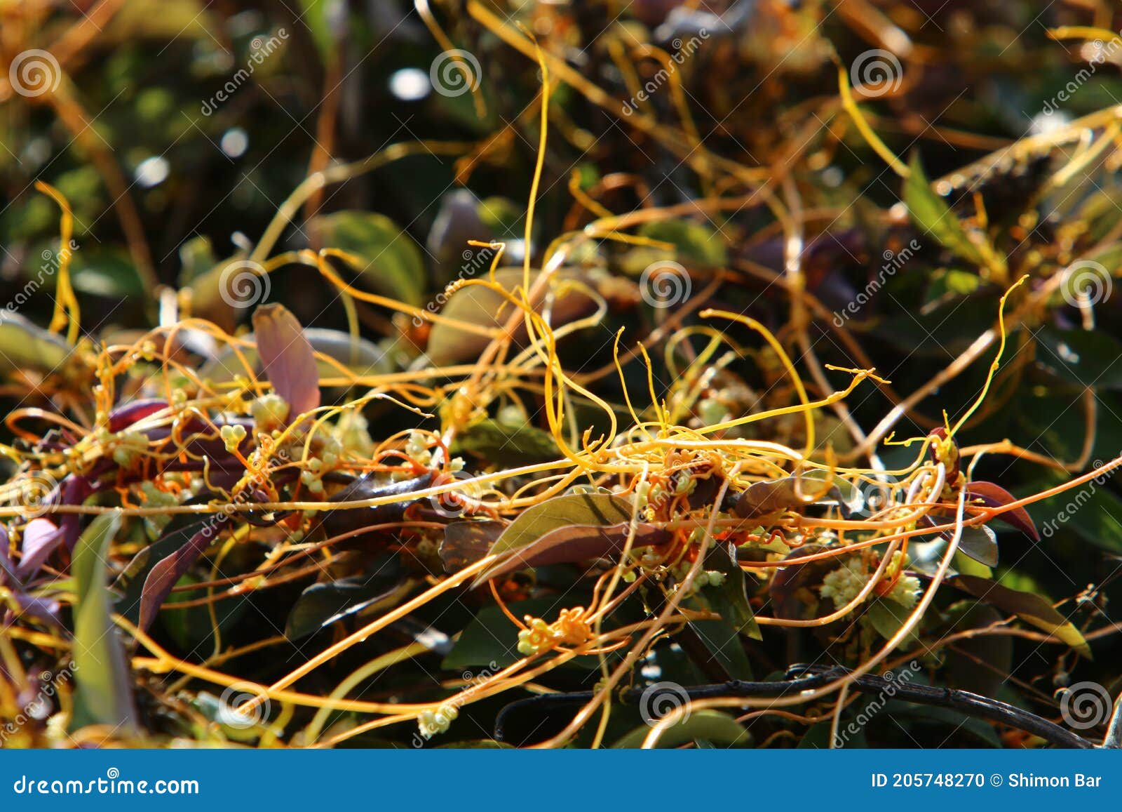 Dodder Weed Grows without Leaves and Roots Stock Photo - Image of ...