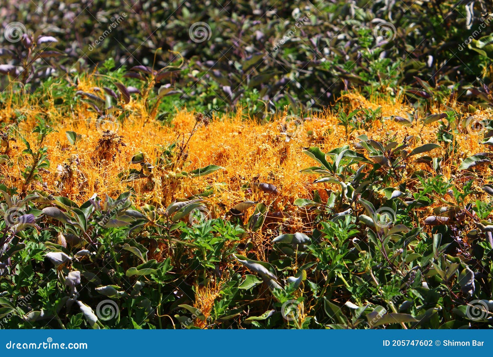 Dodder Weed Grows without Leaves and Roots Stock Photo - Image of ...