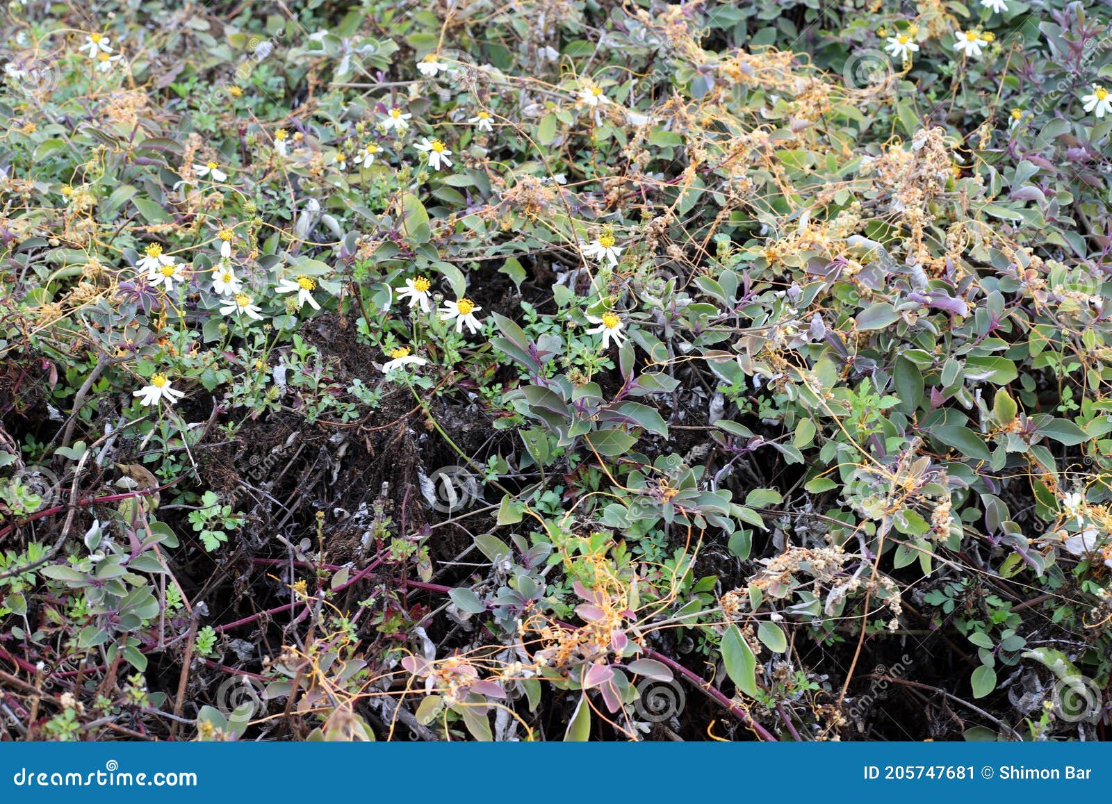Dodder Weed Grows without Leaves and Roots Stock Image - Image of ...