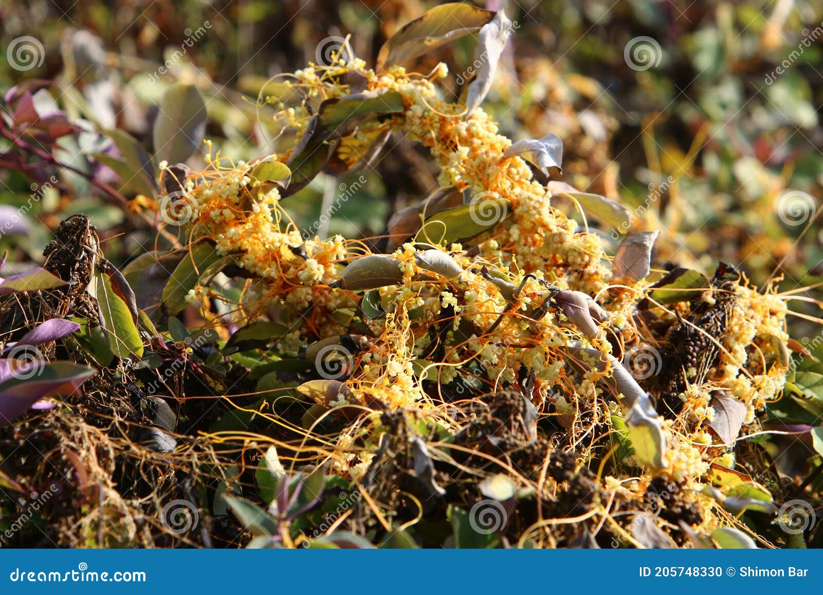 Dodder Weed Grows without Leaves and Roots Stock Photo - Image of flora ...