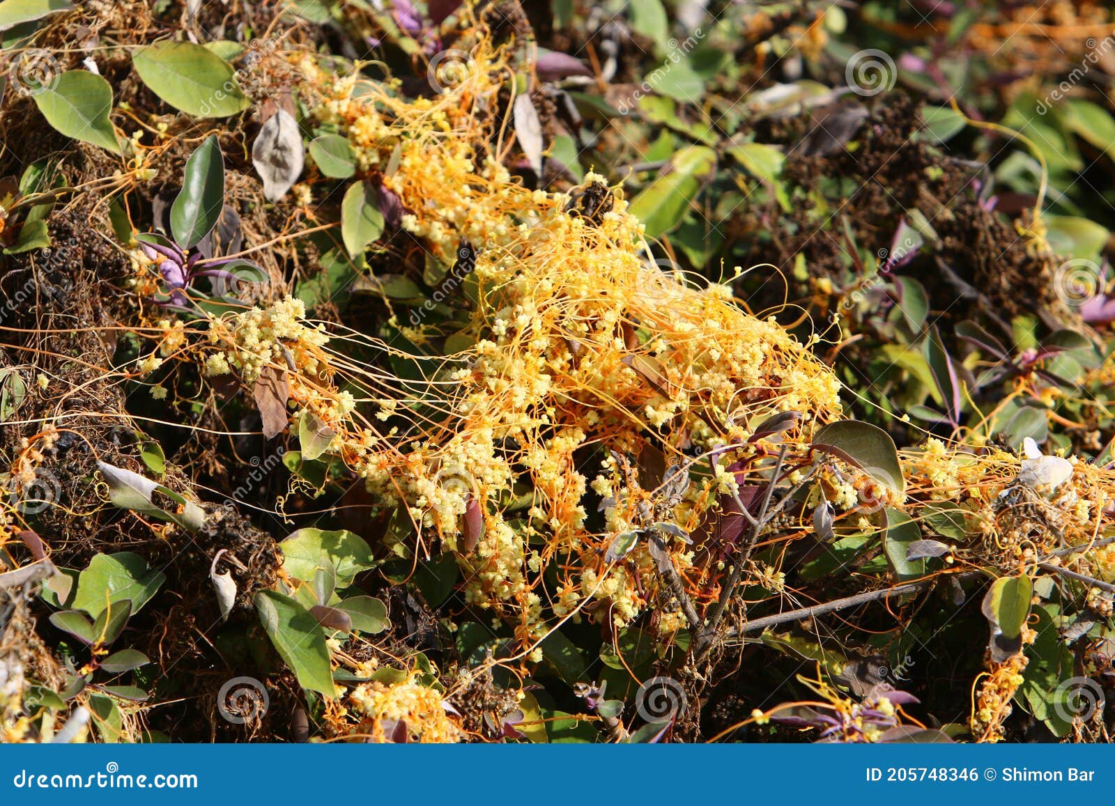 Dodder Weed Grows without Leaves and Roots Stock Photo - Image of ...