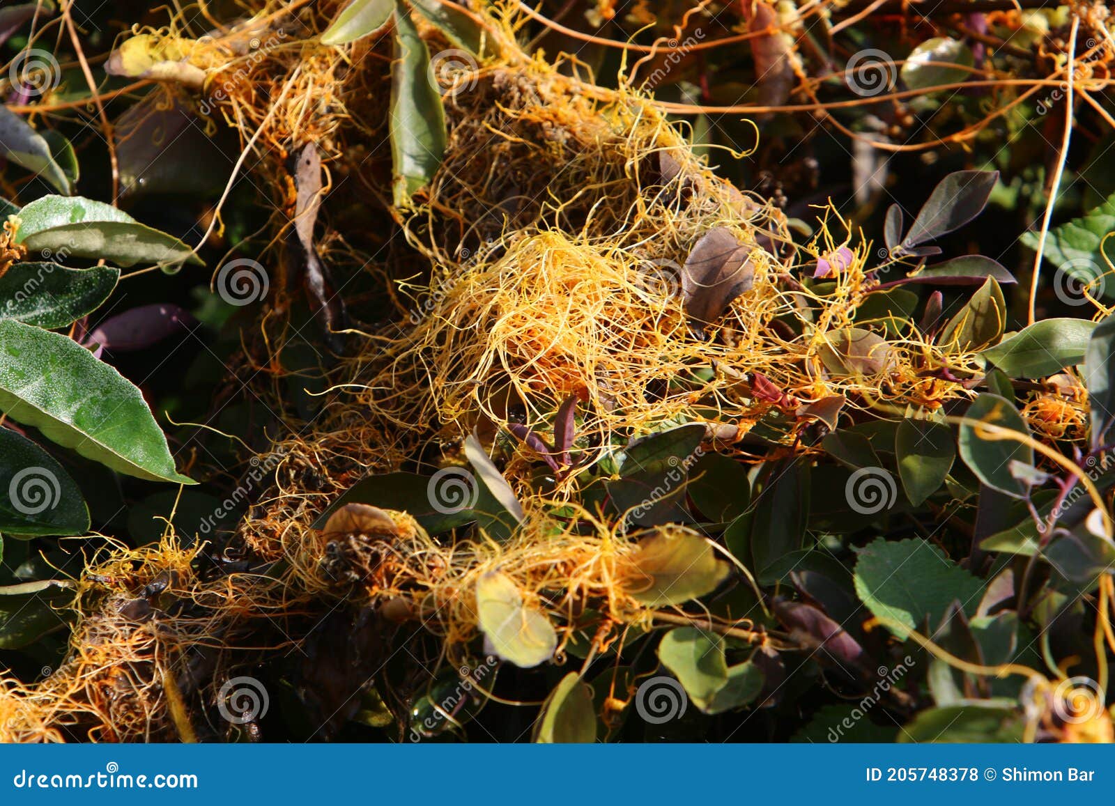 Dodder Weed Grows without Leaves and Roots Stock Photo - Image of ...