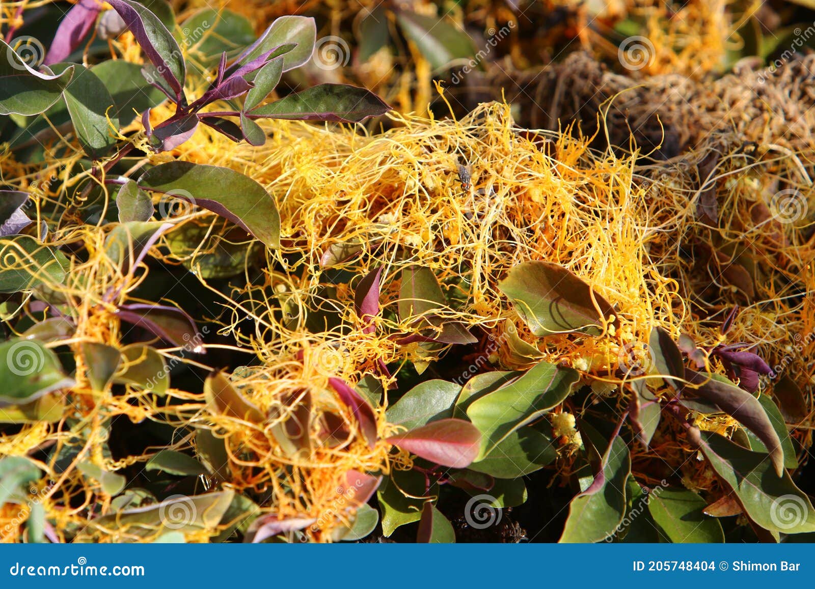 Dodder Weed Grows without Leaves and Roots Stock Photo - Image of host ...