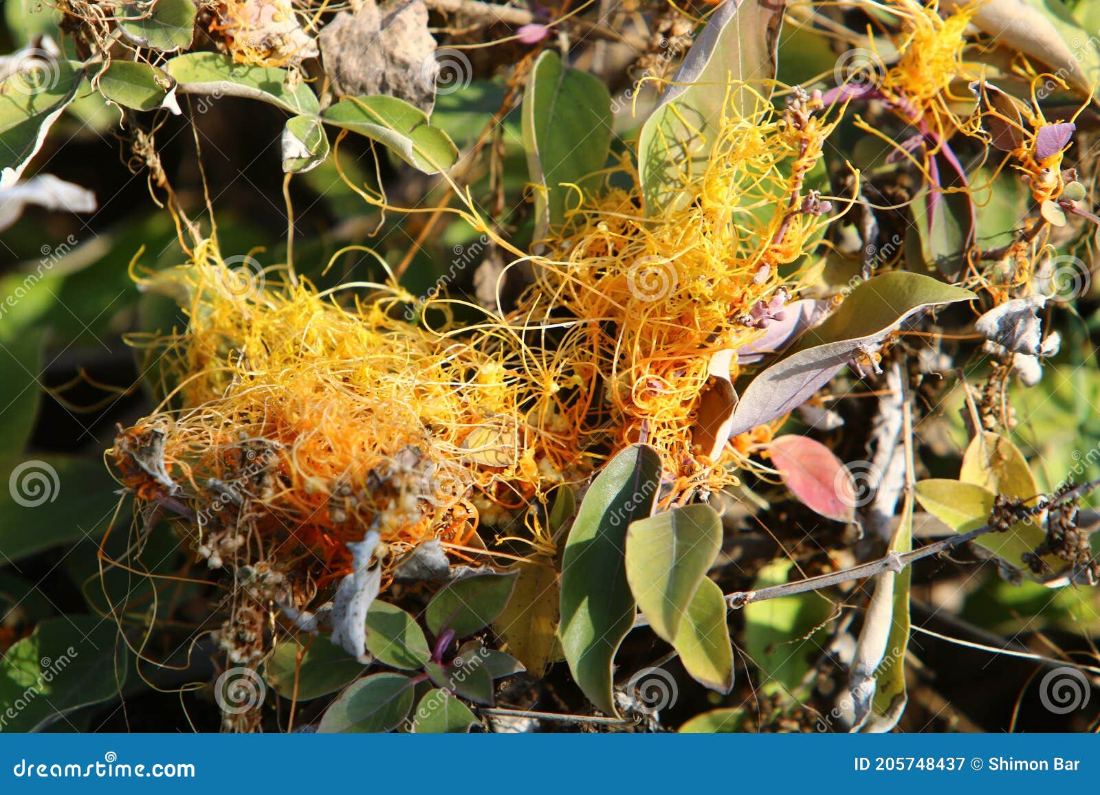 Dodder Weed Grows without Leaves and Roots Stock Image - Image of tree ...