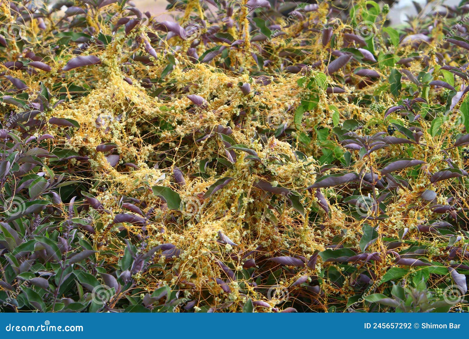 Dodder - a Weed without Leaves and Roots Stock Photo - Image of flora ...