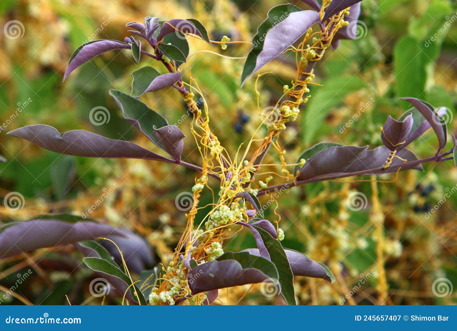 Dodder - a Weed without Leaves and Roots Stock Image - Image of plant ...