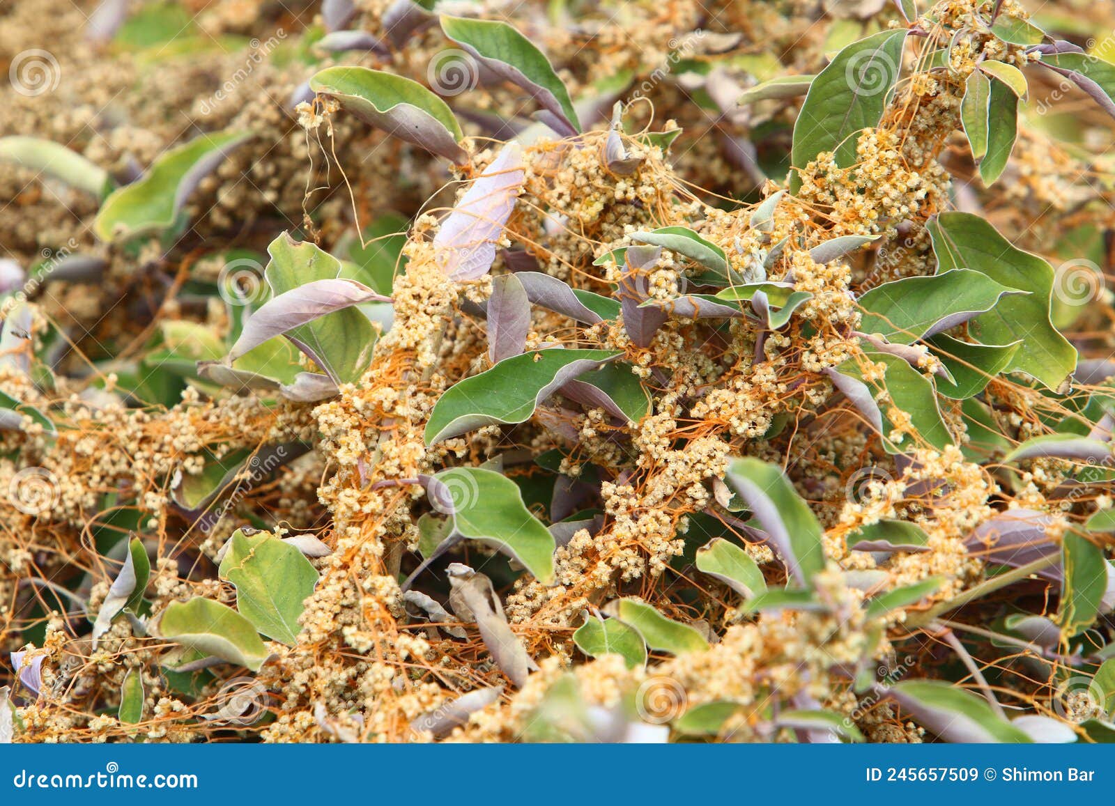 Dodder - a Weed without Leaves and Roots Stock Image - Image of ...