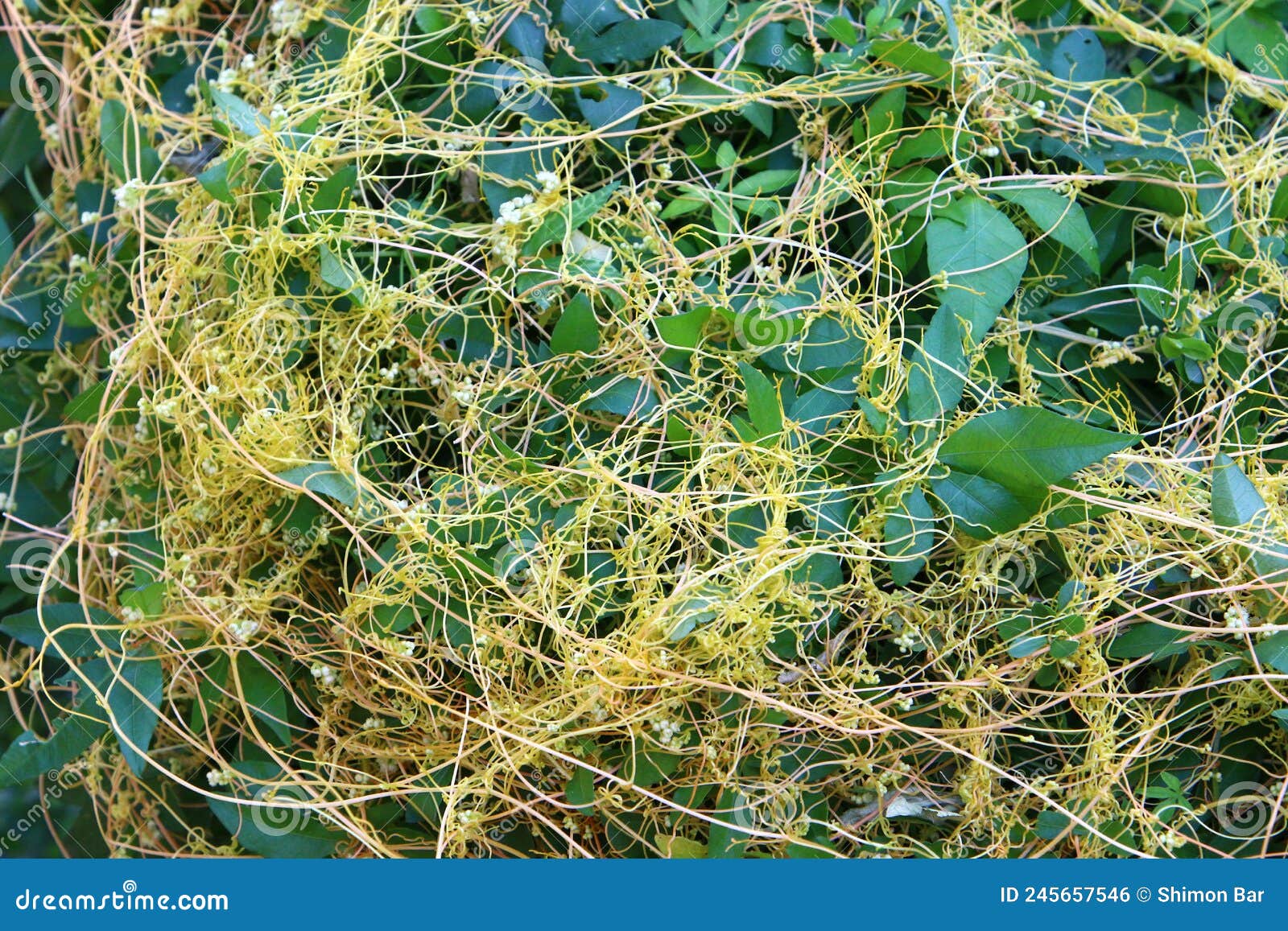 Dodder - a Weed without Leaves and Roots Stock Photo - Image of summer ...