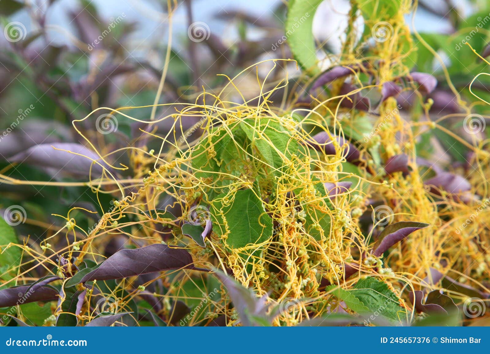 Dodder - a Weed without Leaves and Roots Stock Photo - Image of stem ...