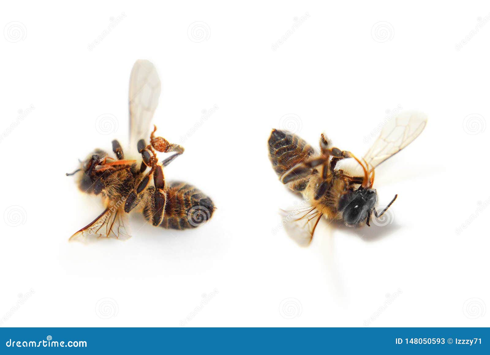 Dode Bijen Op Witte Achtergrond Stock Afbeelding - Image of zomer, dier ...