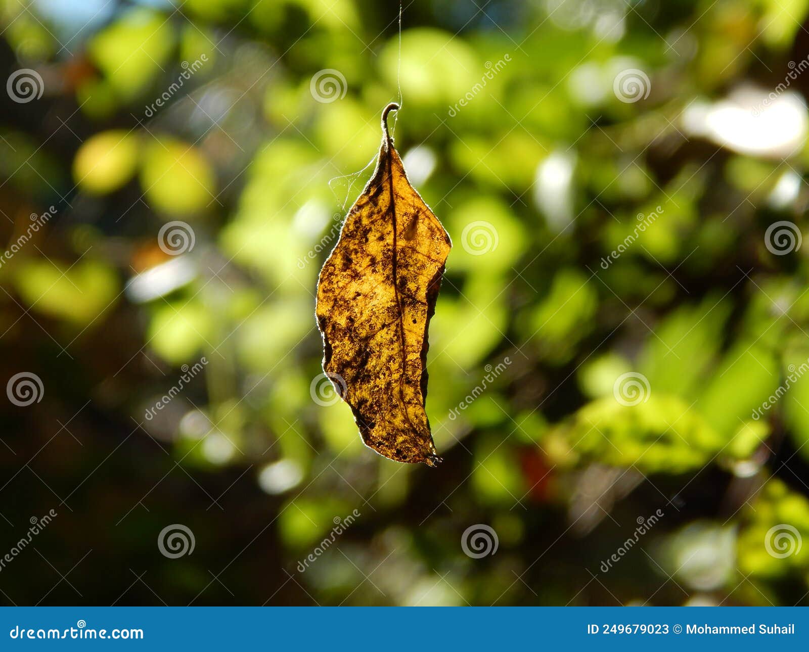 Dode blad stock afbeelding. Image of hangen, geel, dood - 249679023