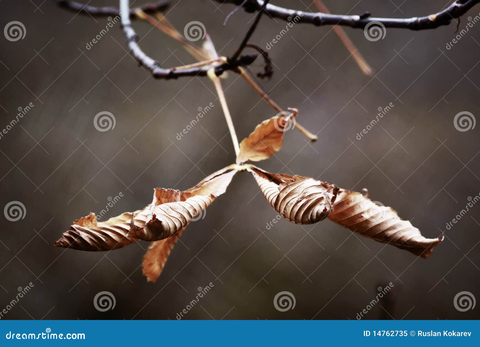 Dode bladeren. stock afbeelding. Image of nave, naughty - 14762735