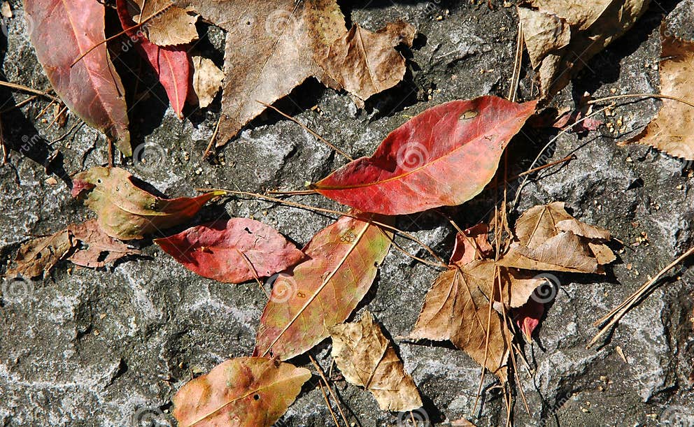 Dode bladeren stock afbeelding. Image of kleur, rood, berg - 7650689