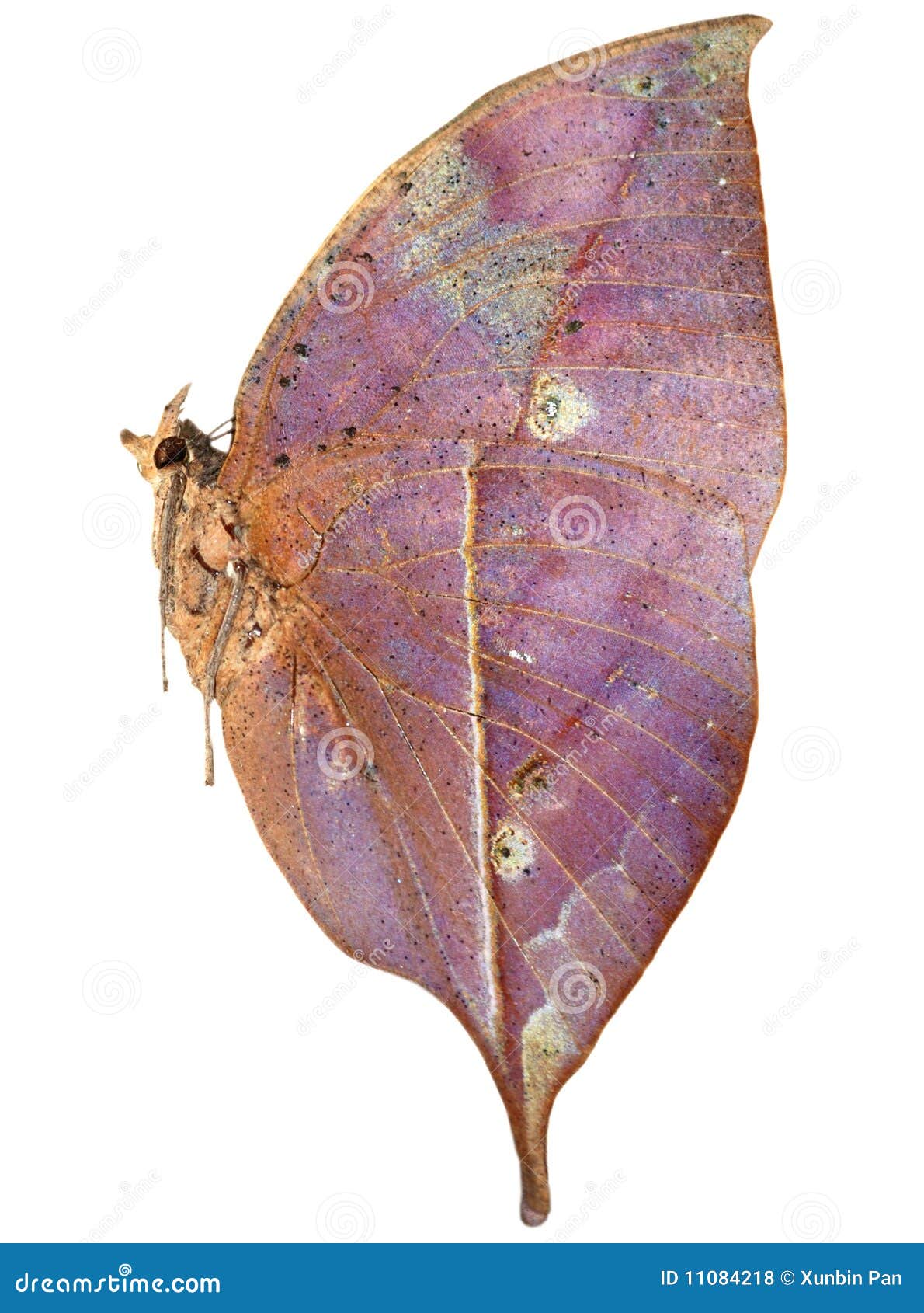 Dode bladvlinder stock foto. Image of behandeld, donker - 11084218