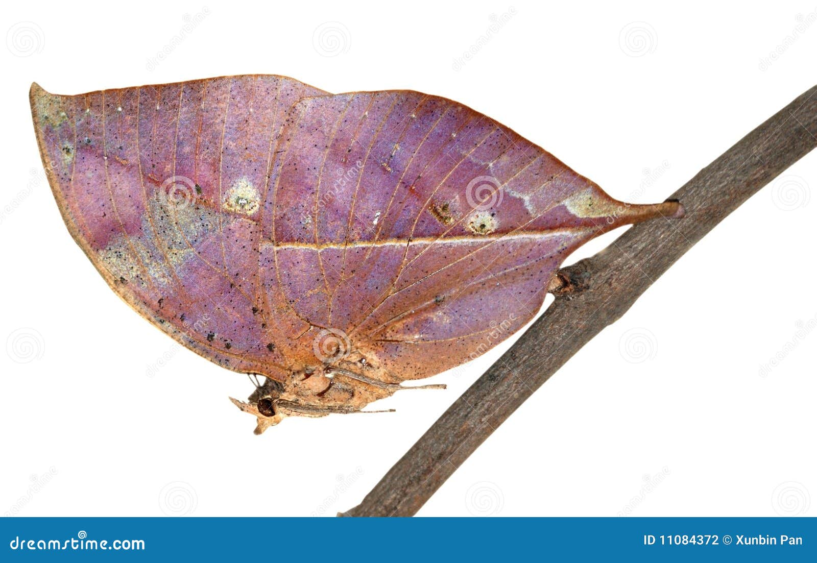 Dode bladvlinder stock foto. Image of schepsel, agamemnon - 11084372