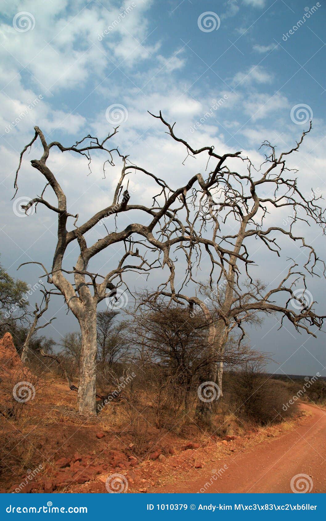 Dode bomen stock afbeelding. Image of najaar, blad, kleuren - 1010379