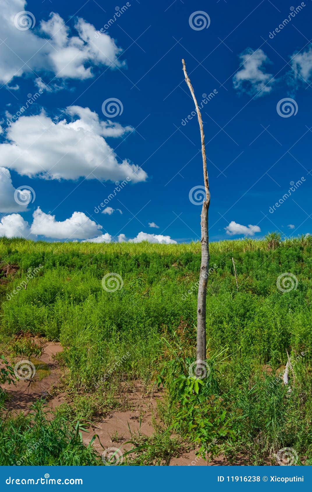 Dode Bomen stock foto. Image of park, ontbossing, nave - 11916238
