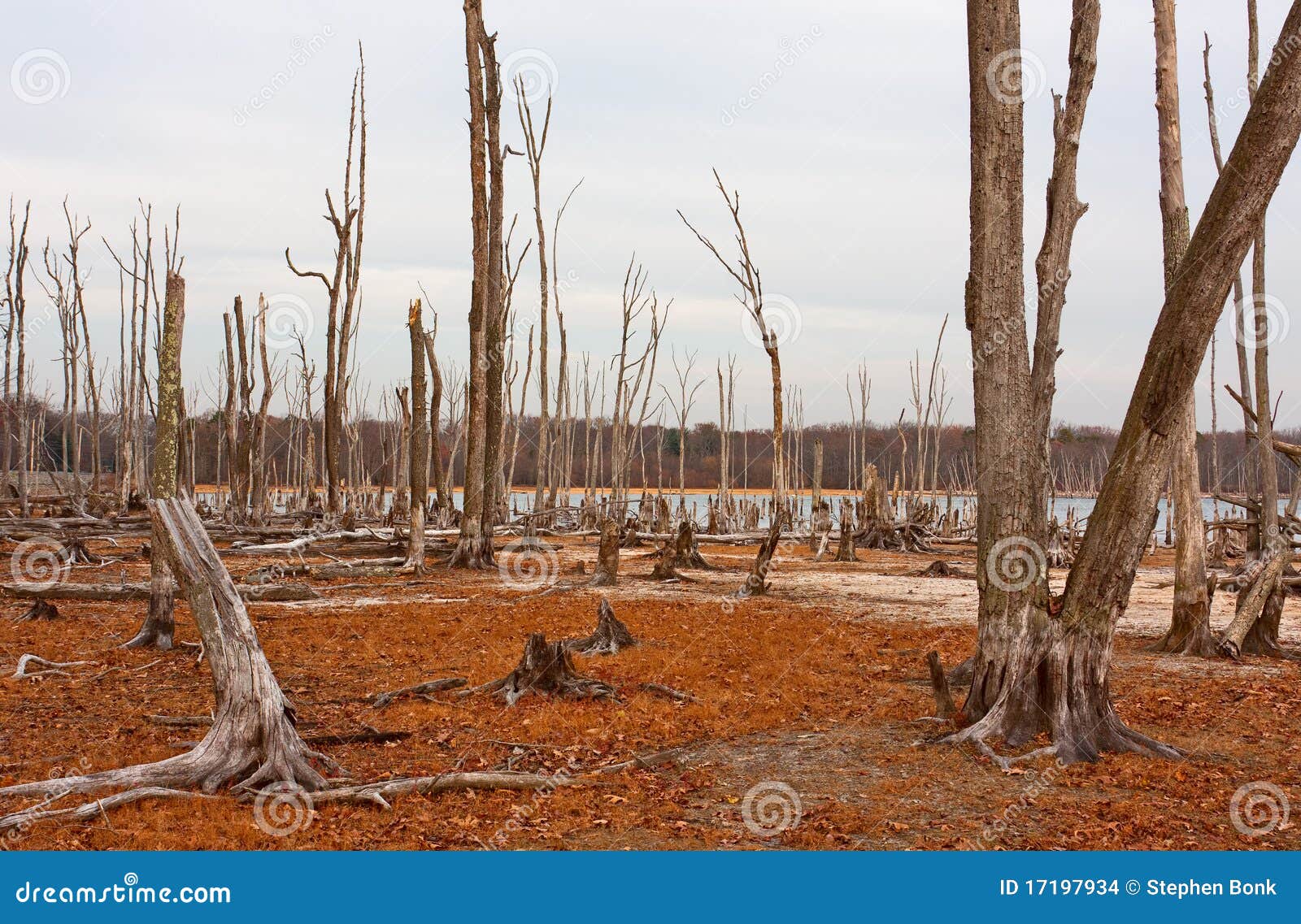Dode Bomen stock foto. Image of bossen, meer, takken - 17197934