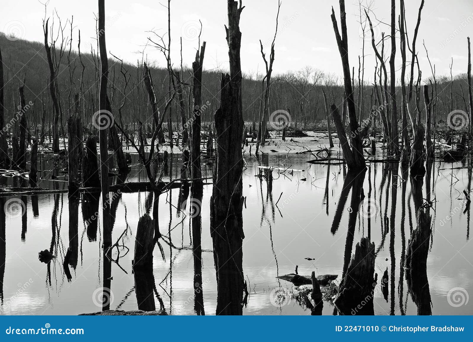 Dode Bomen stock foto. Image of winter, dood, bomen, gevaarlijk - 22471010