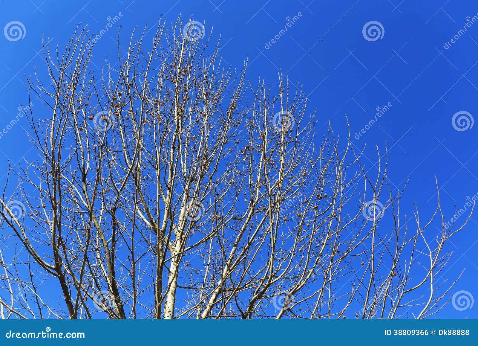 Dode bomen stock foto. Image of groei, daling, bederf - 38809366