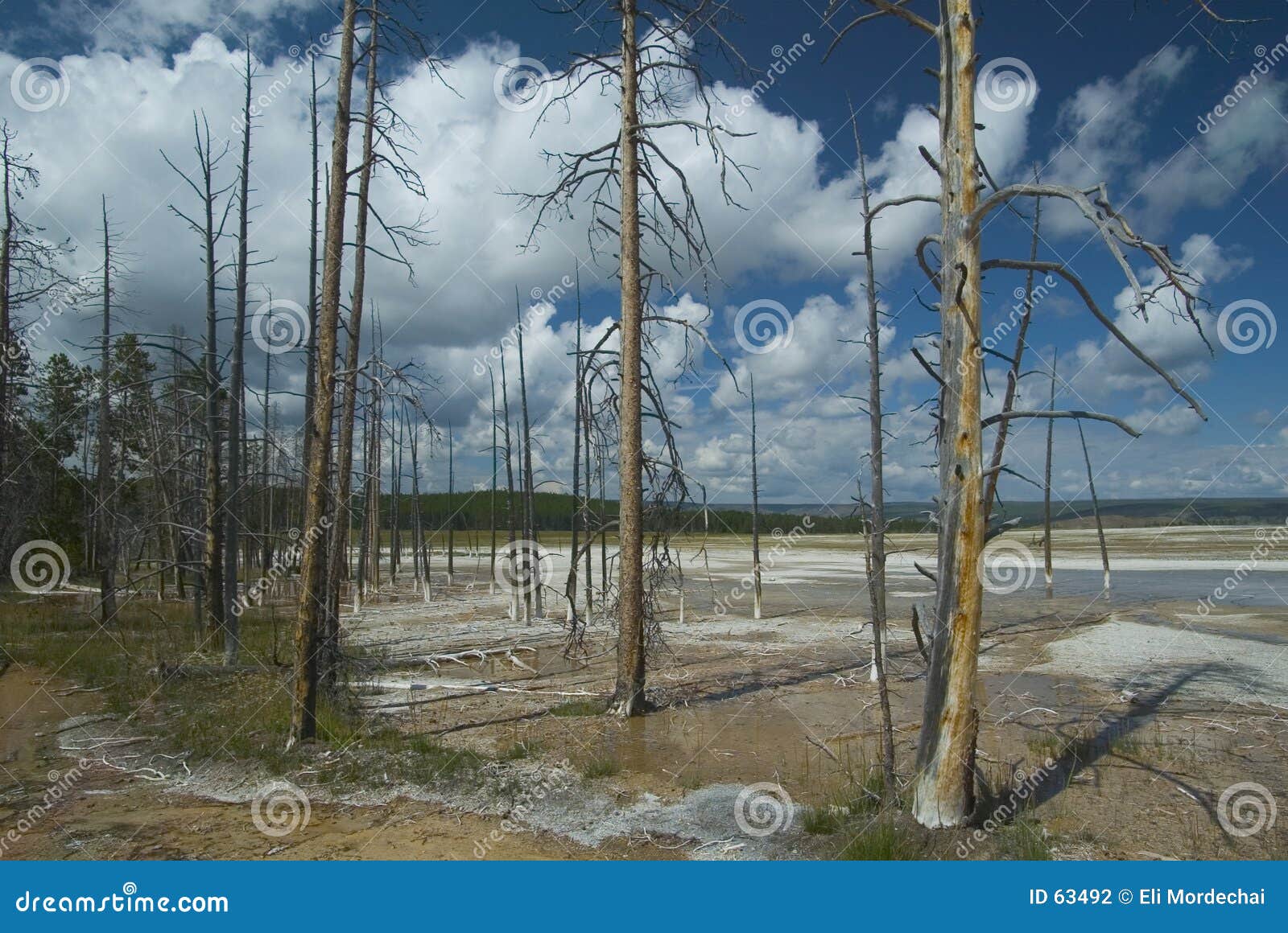 Dode bomen stock foto. Image of wolken, toneel, wyoming - 63492