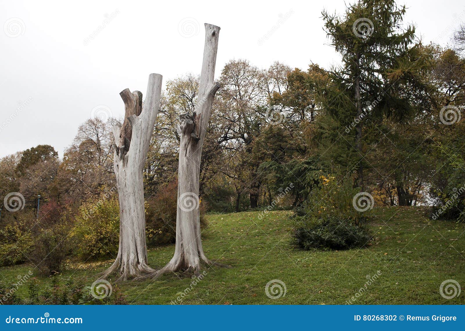 Dode Bomen stock foto. Image of nave, boom, naughty, houten - 80268302