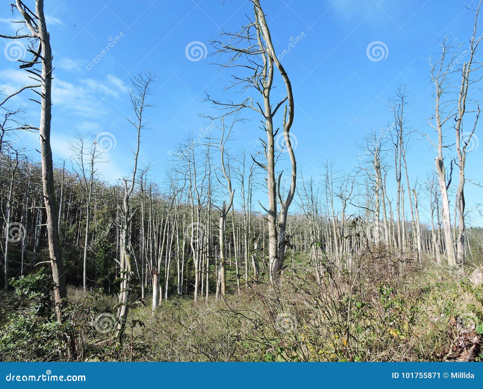 Dode Bomen in Bos, Litouwen Stock Afbeelding - Image of blauw, droog ...