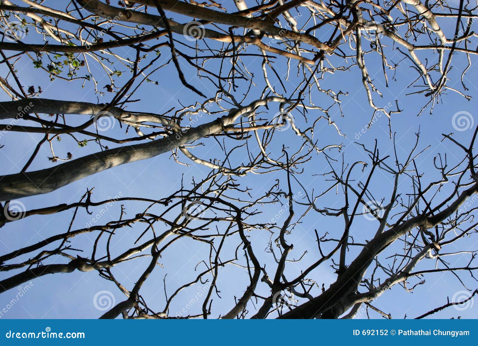 Dode Bomen In De Hemel Picture. Image: 692152