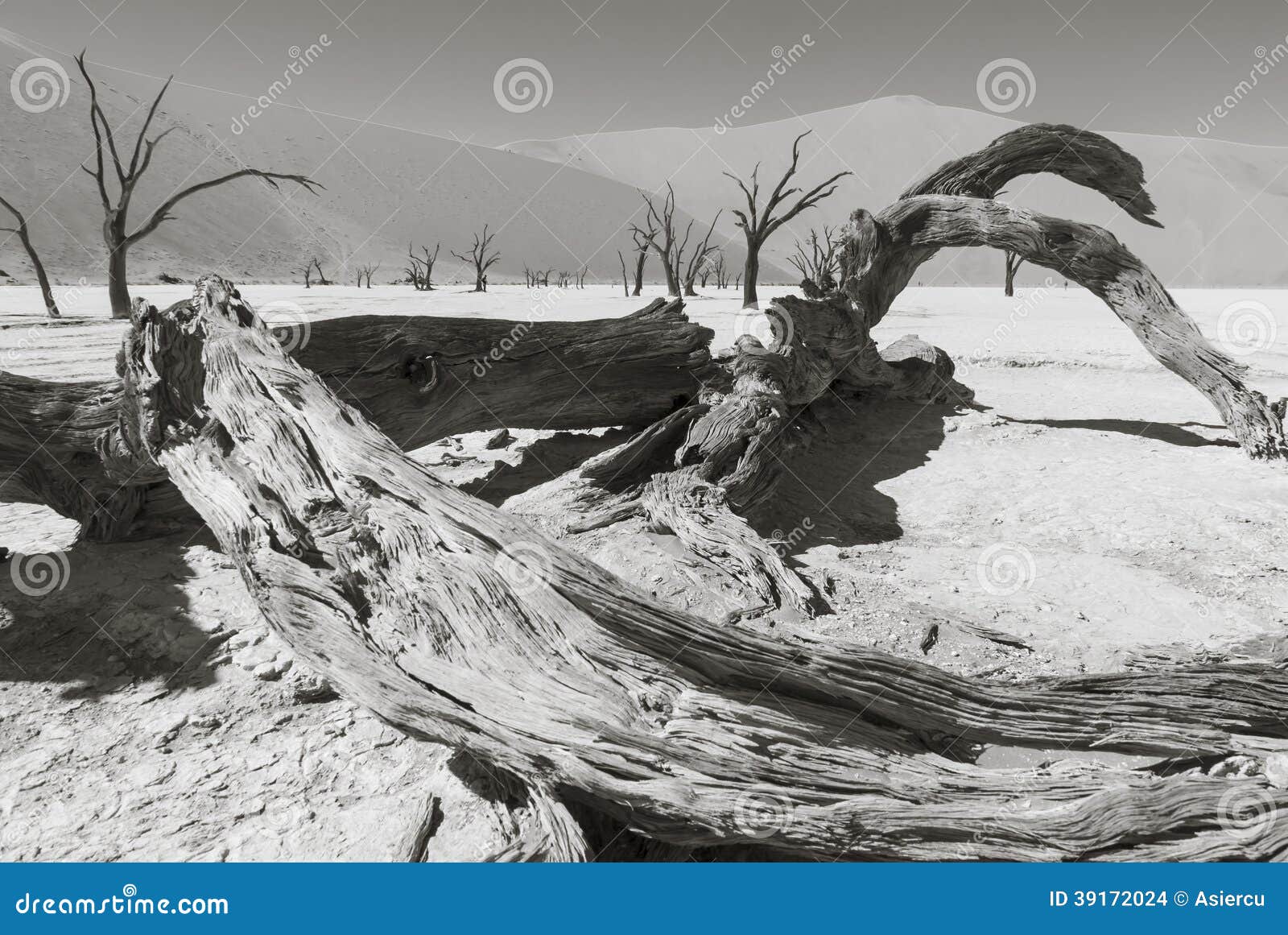 Dode Bomen in De Namib-Woestijn Stock Foto - Image of landschap ...